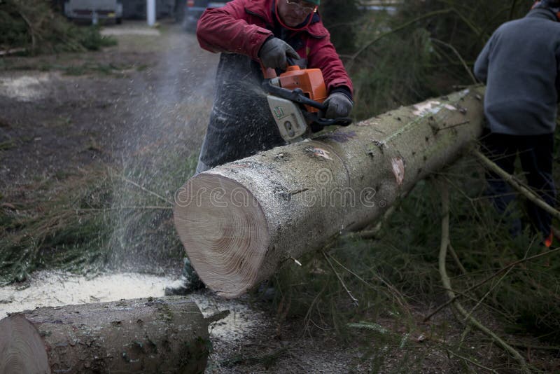 Sawing tree trunk stock photo. Image of slicing, winter - 61242268