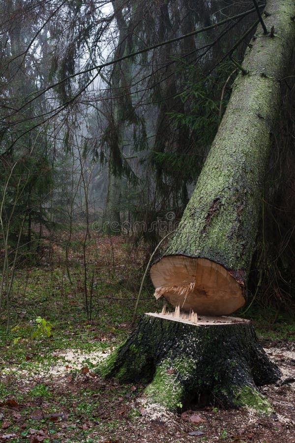Sawn Spruce Tree in the Forest Stock Photo - Image of spruce, dangerous ...