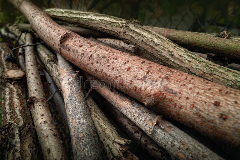 Sawn Branches. Stack of Branches. Firewood for a Fire Stock Photo ...