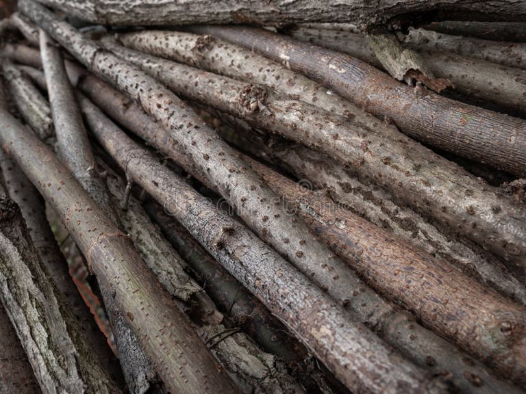Sawn Branches. Stack of Branches. Wood for a Fire Stock Photo - Image ...