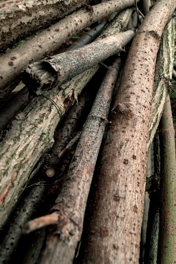 Sawn Branches. Stack of Branches. Wood for a Fire Stock Photo - Image ...