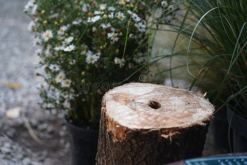 Sawn Decorative Stump for Sitting Around the Fire Stock Photo - Image ...
