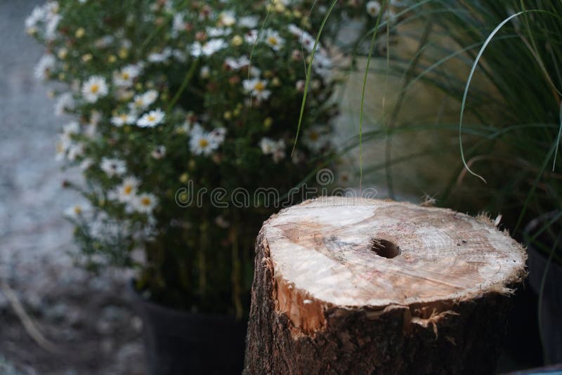 Sawn Decorative Stump for Sitting Around the Fire Stock Photo - Image ...
