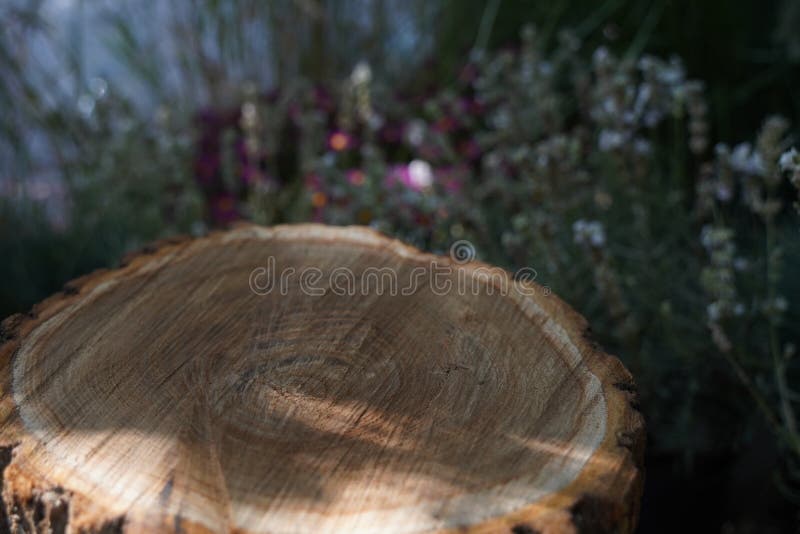 Sawn Decorative Stump for Sitting Around the Fire Stock Image - Image ...