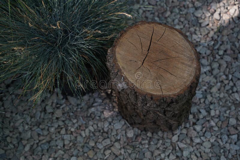 Sawn Decorative Stump for Sitting Around the Fire Stock Image - Image ...