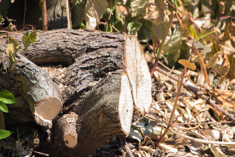 Sawn discarded tree log stock image. Image of bark, leaves - 94573047