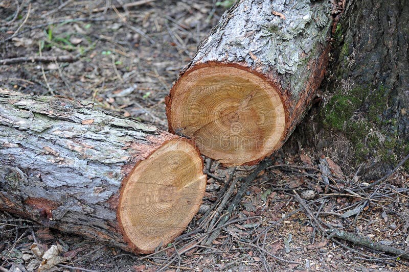 A Sawn Downed Tree after a Hurricane Stock Photo - Image of dangerous ...