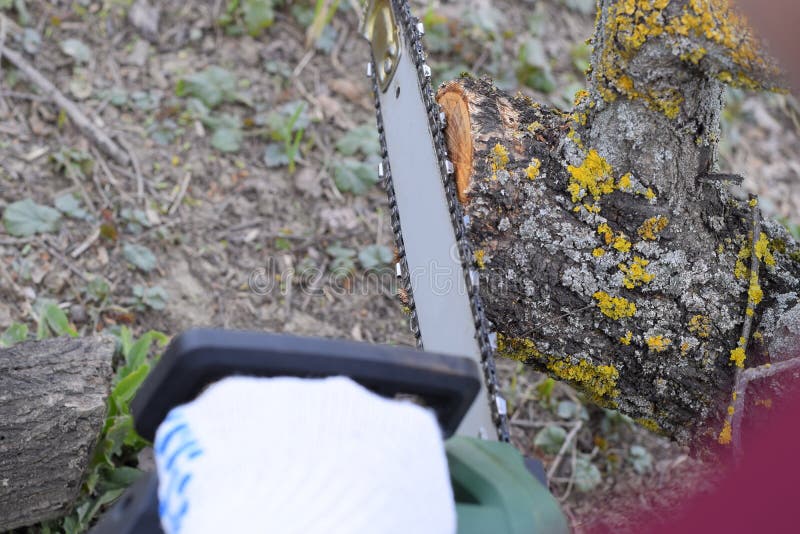 Sawn electric sawing tree stock photo. Image of machine - 142034920