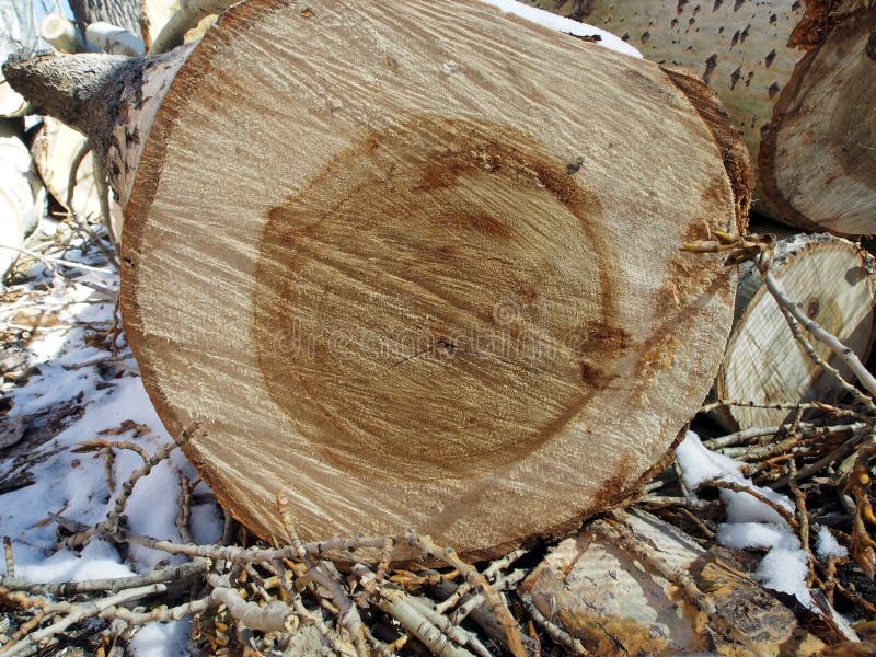 Sawn end of poplar log stock image. Image of fuel, logging - 145473869