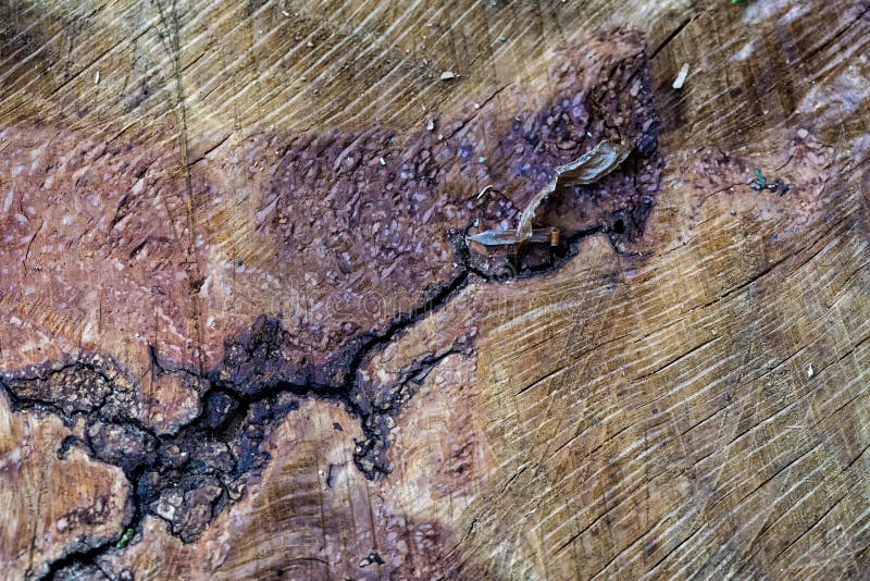 Colorful textured log end stock photo. Image of nature - 99163554