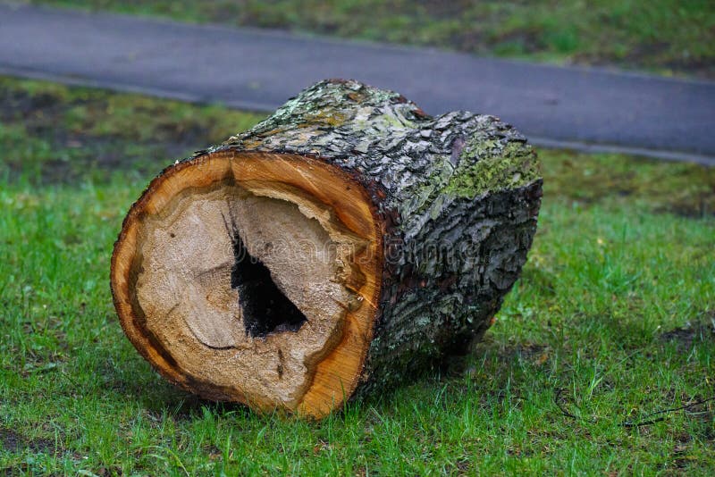 Sawn Fallen Tree on the Street in City Stock Photo - Image of growth ...