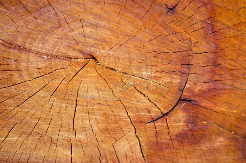 Sawn Log Texture; Red Oak stock photo. Image of tree, sawn - 6419370