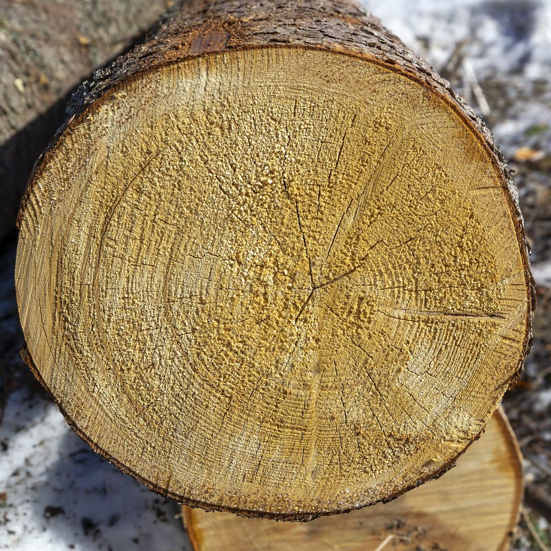 Sawn log end face stock image. Image of people, cross - 216412983