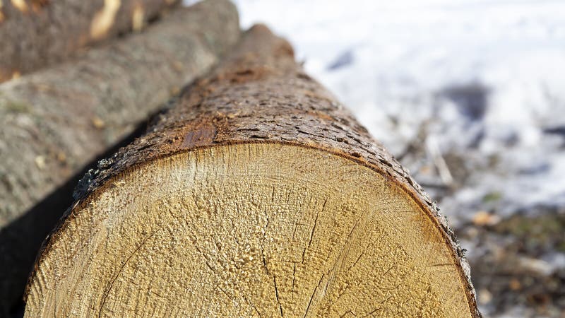 Sawn log end face stock photo. Image of horizontal, growth - 216673836