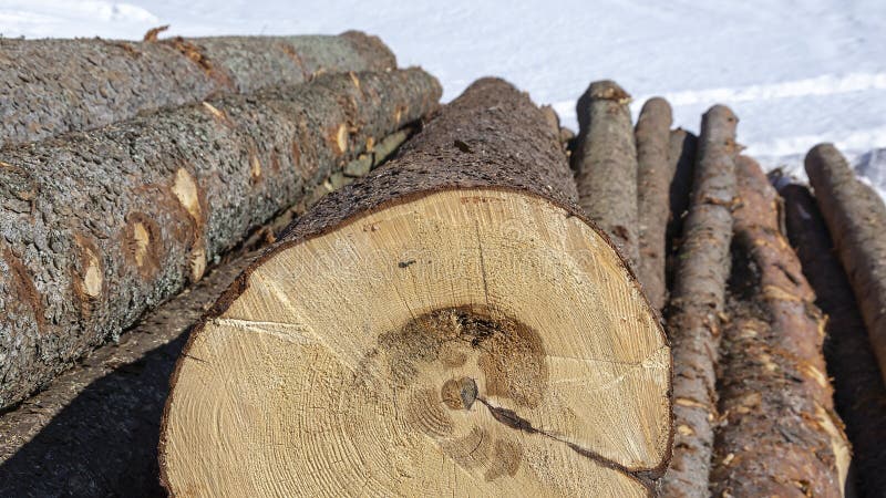 Sawn log end face stock image. Image of close, marks - 216909135
