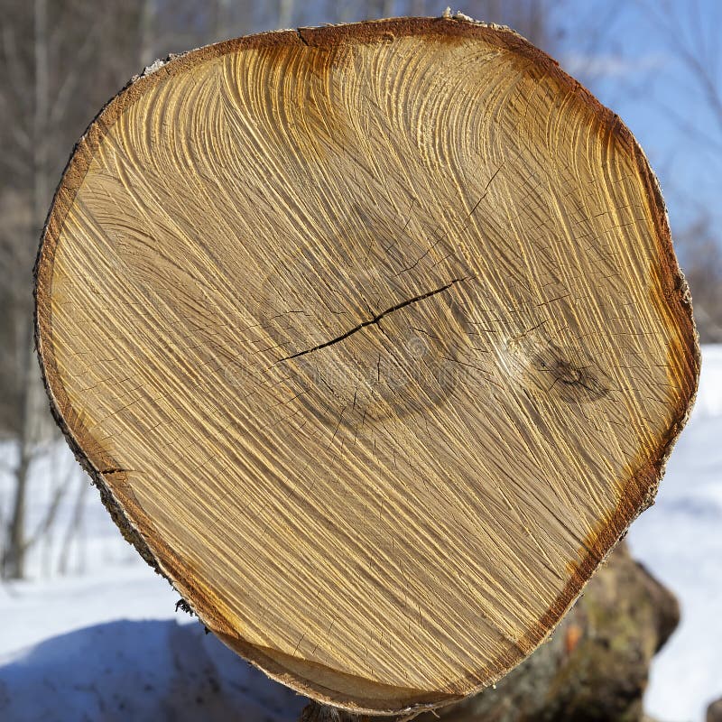 Sawn log end face stock photo. Image of forest, marks - 217161726