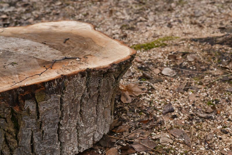 A Sawn Log is a Stump of a Large Tree. Stock Photo - Image of texture ...