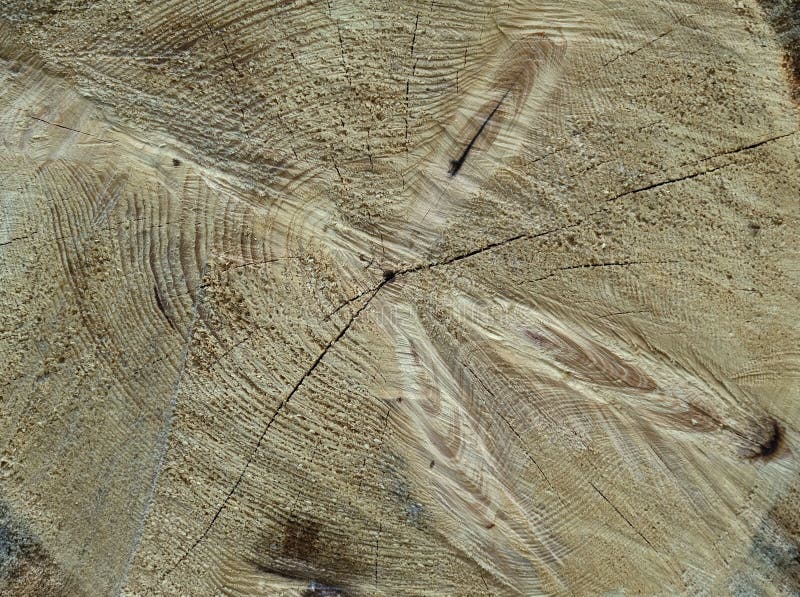 Sawn log surface texture stock photo. Image of brown - 222529748
