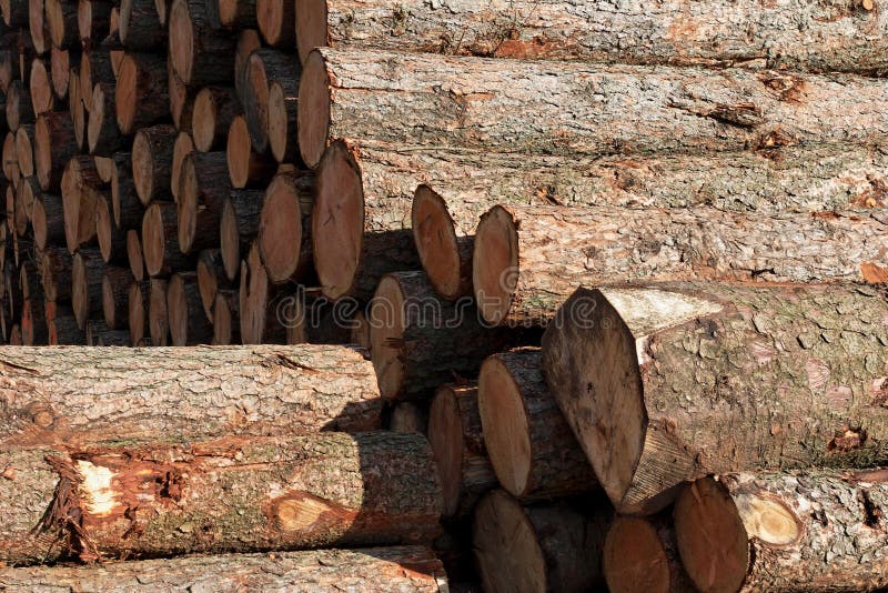Sawn logs stock photo. Image of pattern, stack, lumber - 666942