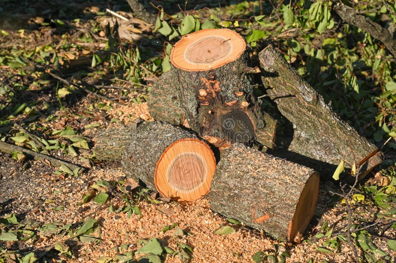 Sawn Logs Lie in Disarray. the Cuts Tree are Stacked Randomly Stock ...