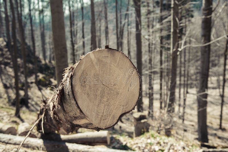Sawn Logs Lying in the Forest Stock Image - Image of slice, chopped ...