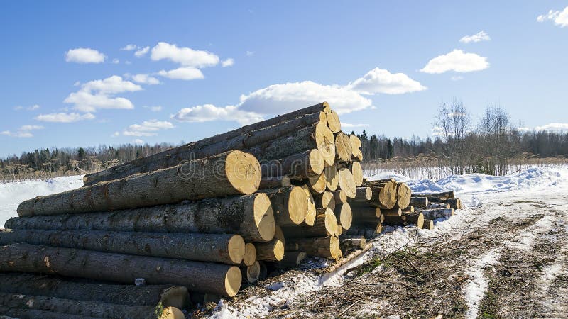 Sawn logs by the road stock photo. Image of fallen, biomass - 216673874