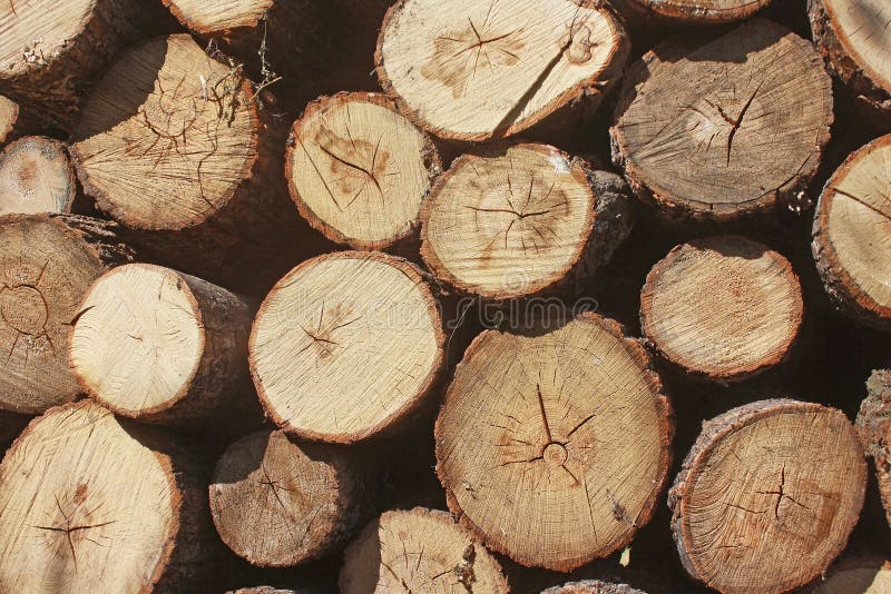 Sawn Logs Stacked Close-up. Stock Photo - Image of group, material ...