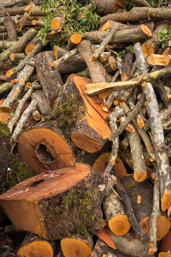 Sawn Logs Stacked in a Large Scenic Bunch Stock Image - Image of scenic ...