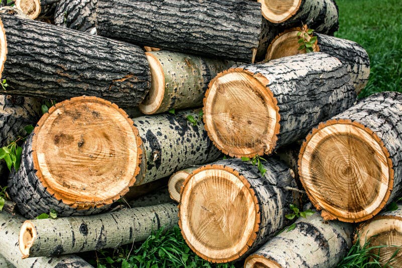 Sawn logs. stock image. Image of firewood, occupation - 92163937