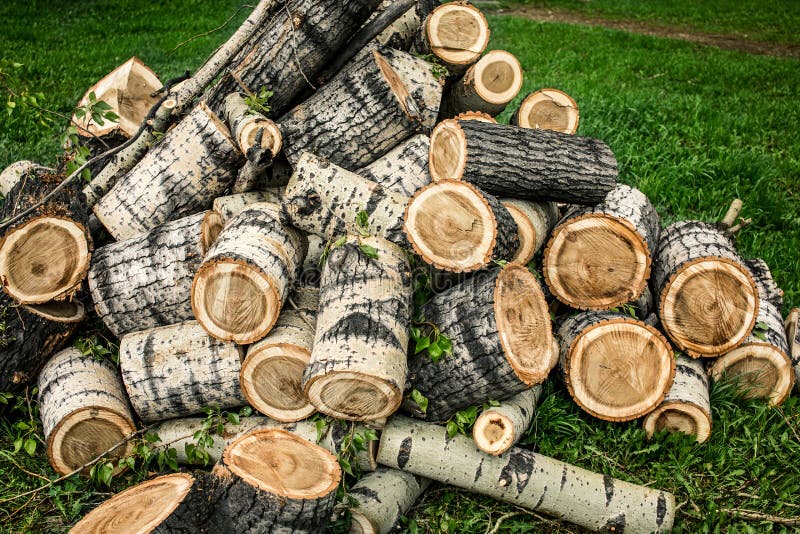 Sawn logs. stock image. Image of nature, sawing, cutting - 92163957
