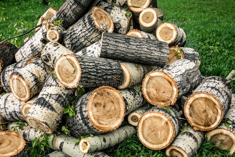 Sawn logs. stock image. Image of forest, hand, bark, cutting - 92163995