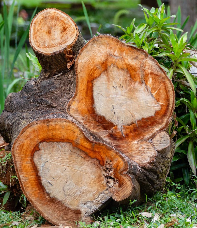 Sawn Multicolored Tree Trunk on the Ground Stock Image - Image of ...
