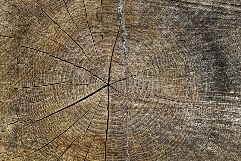 Sawn oak stock photo. Image of wood, cracks, logs, sawn - 43713410