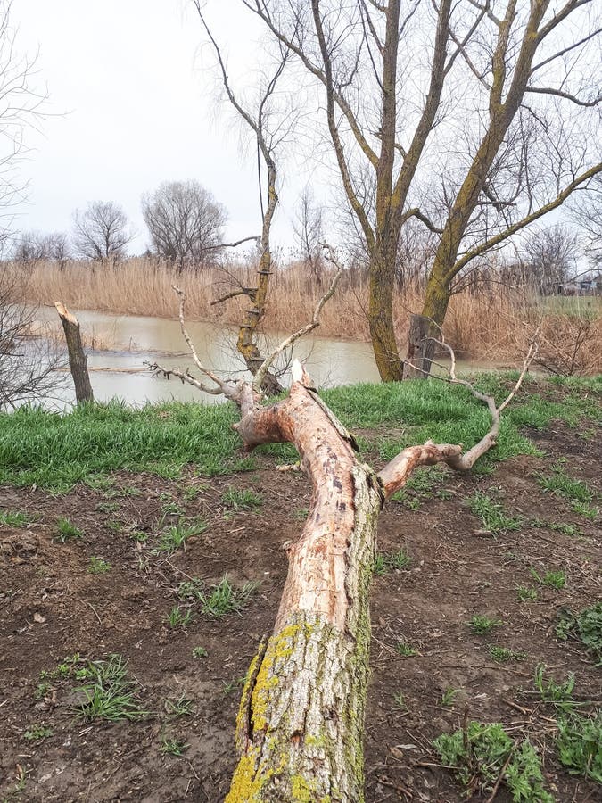 Sawn-off Tree Lies on the Ground. Sawed Off an Old Tree Stock Image ...