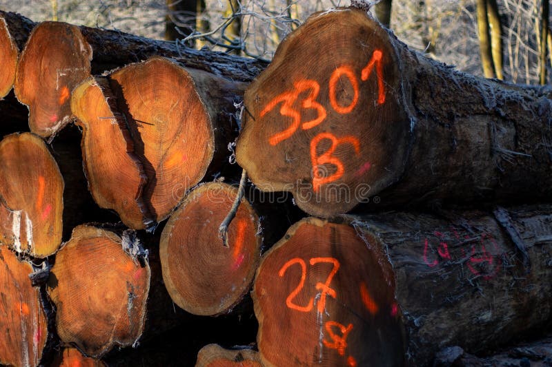 Sawn-off Tree Trunks Piled Up in the Forest in Winter Stock Photo ...