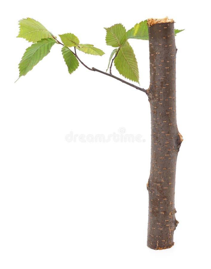 Sawn Off Trunk and Branch with Leaves Stock Photo - Image of season ...