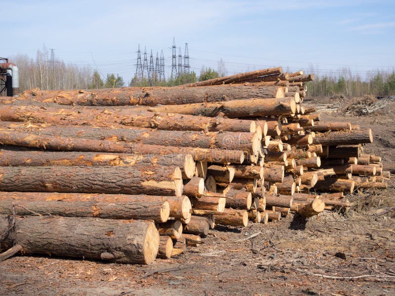 Sawn pine logs stock image. Image of beautiful, logging - 184296387