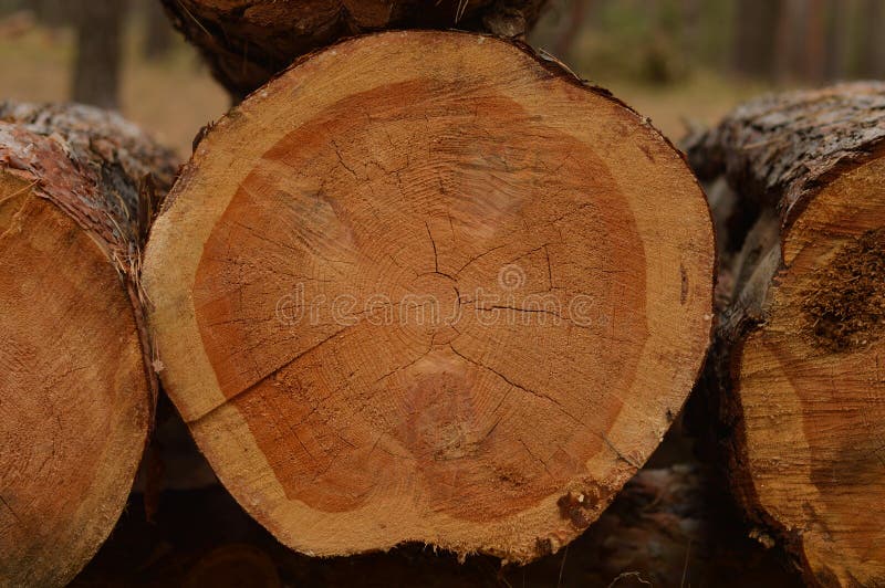 Sawn pine texture stock image. Image of meadow, bright - 211023483