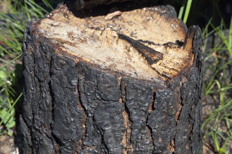 Pine Tree Burn Bark Texture Stock Photo - Image of nature, beautiful ...