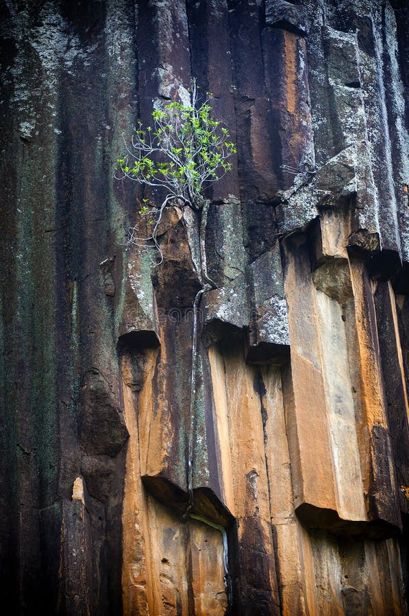 Sawn Rocks Mount Kaputar National Park. Columnar Basalt Outcrop Stock ...