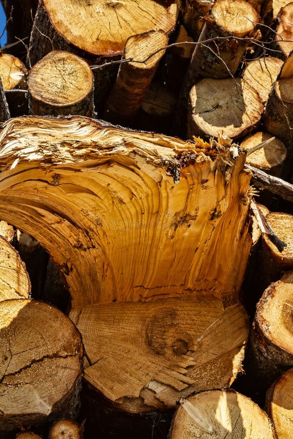 Sawn spruce stock image. Image of breakout, management - 250195367