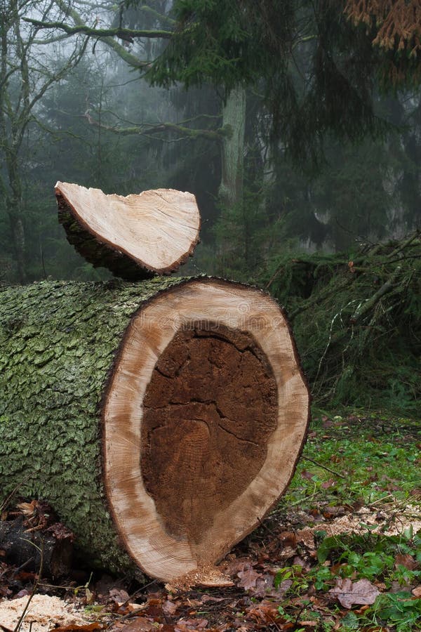 Sawn Spruce Tree in the Forest Stock Photo - Image of color, history ...