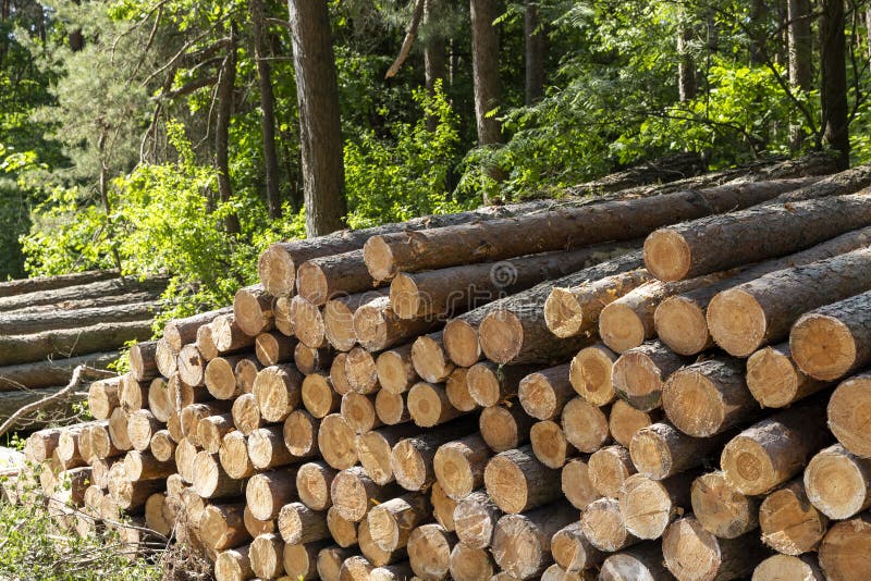 Sawn and Stacked Pine Logs in the Forest during Logging Stock Photo ...