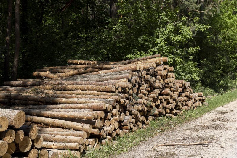 Sawn and Stacked Pine Logs in the Forest during Logging Stock Image ...