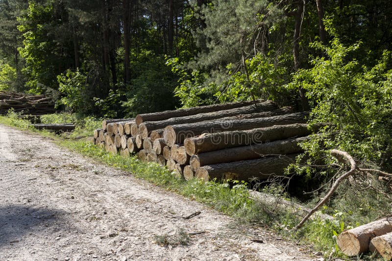 Sawn and Stacked Pine Logs in the Forest during Logging Stock Image ...