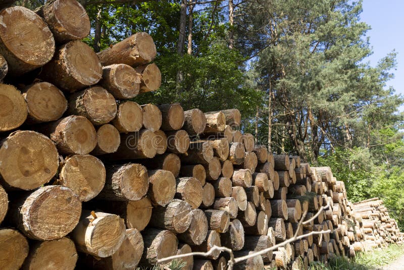 Sawn and Stacked Pine Logs in the Forest during Logging Stock Photo ...