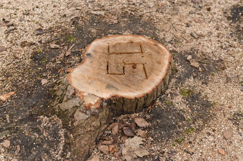 A Sawn Tree Stump, the Number 50 is Carved on the Stalk. Stock Image ...