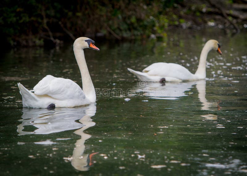 Swon Swimming Stock Photos - Free & Royalty-Free Stock Photos from ...