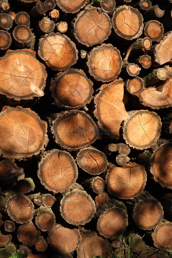 Sawn timber stock image. Image of logstack, logging, pile - 11043343