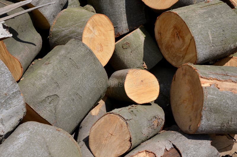 Sawn timber stock photo. Image of carpentry, lines, forest - 3750954